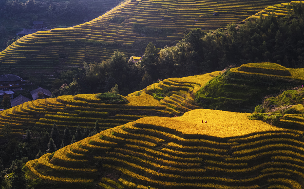 Longji Rice Terraces | China & Asia Cultural Travel
