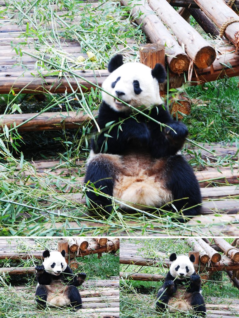 Sichuan Panda Sanctuaries | China & Asia Cultural Travel